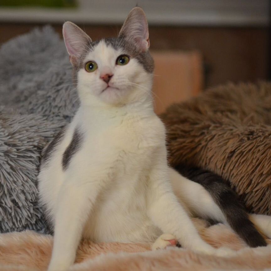 Ласковаяи ручная малышка в дар