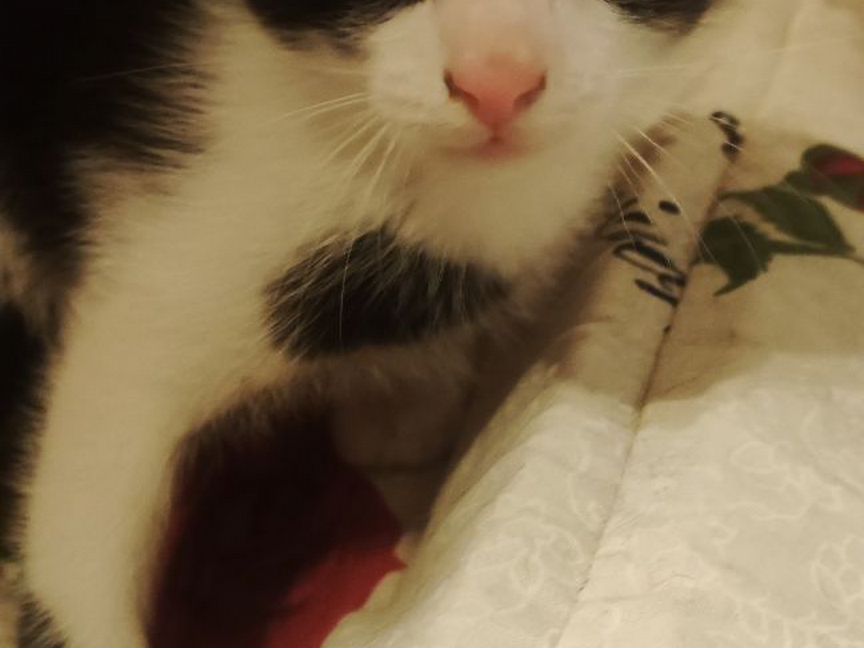 Кошка в дар бесплатно