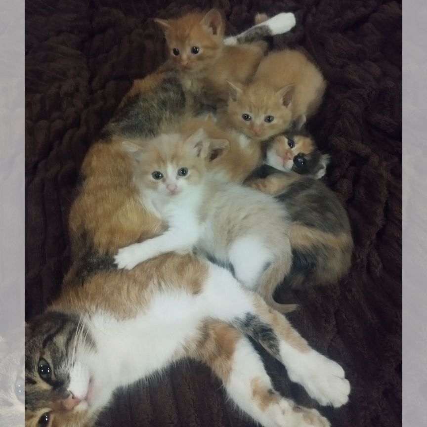 Котёнок в добрые руки