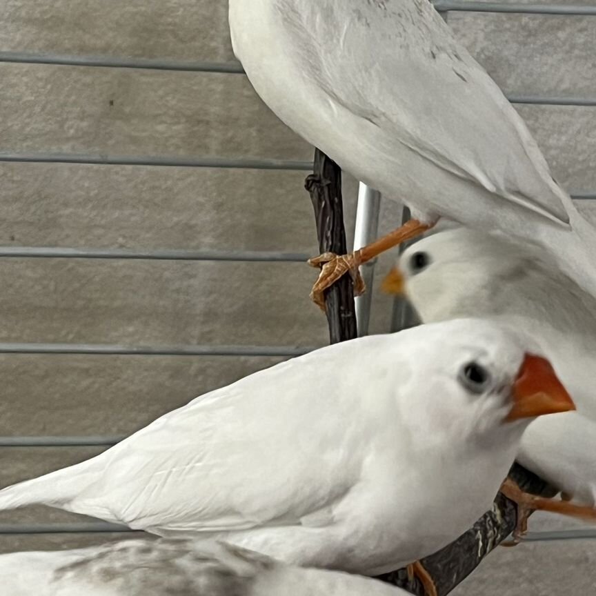 Зебровые амадины