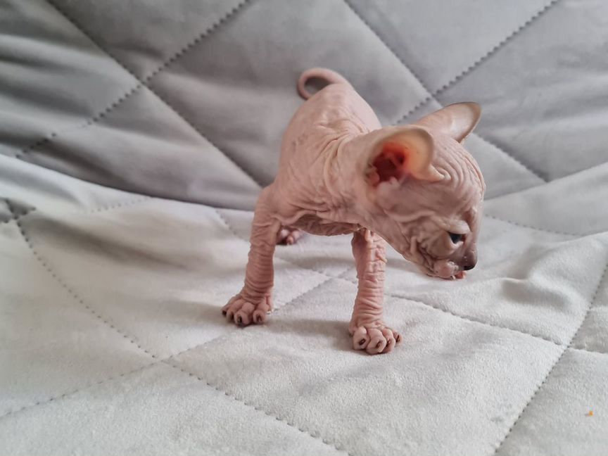 Донской сфинкс