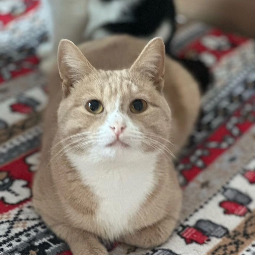 Маленький котик ищет семью