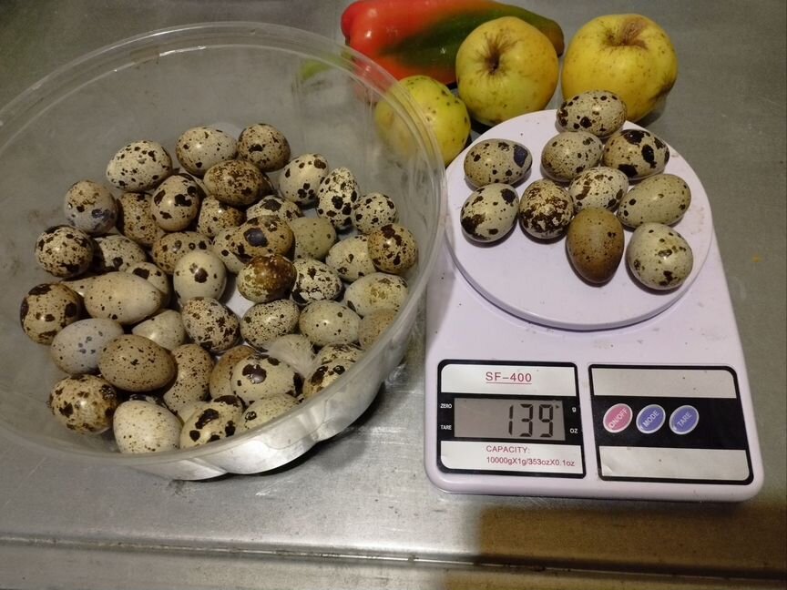 Яйца перепелиные инкубационное
