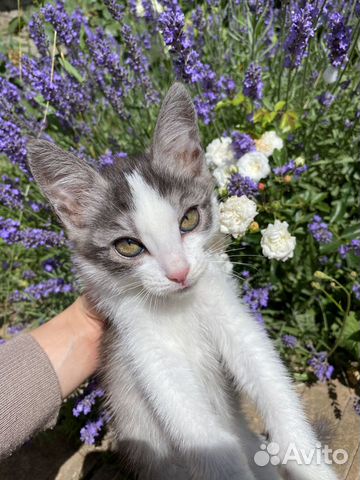 Котенок в добрые руки Абель
