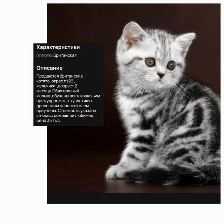 Продам котика