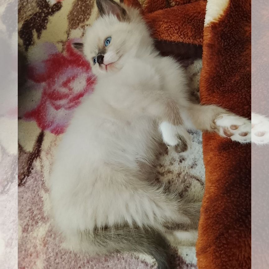 Котёнок в добрые руки