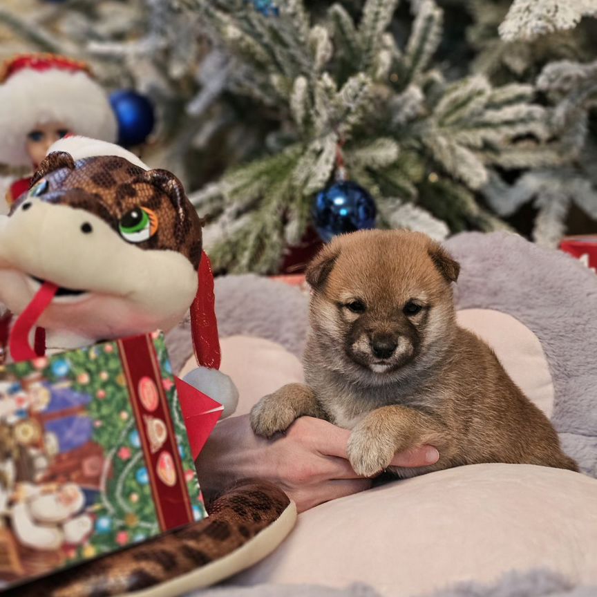 Сиба ину рыжий мальчик