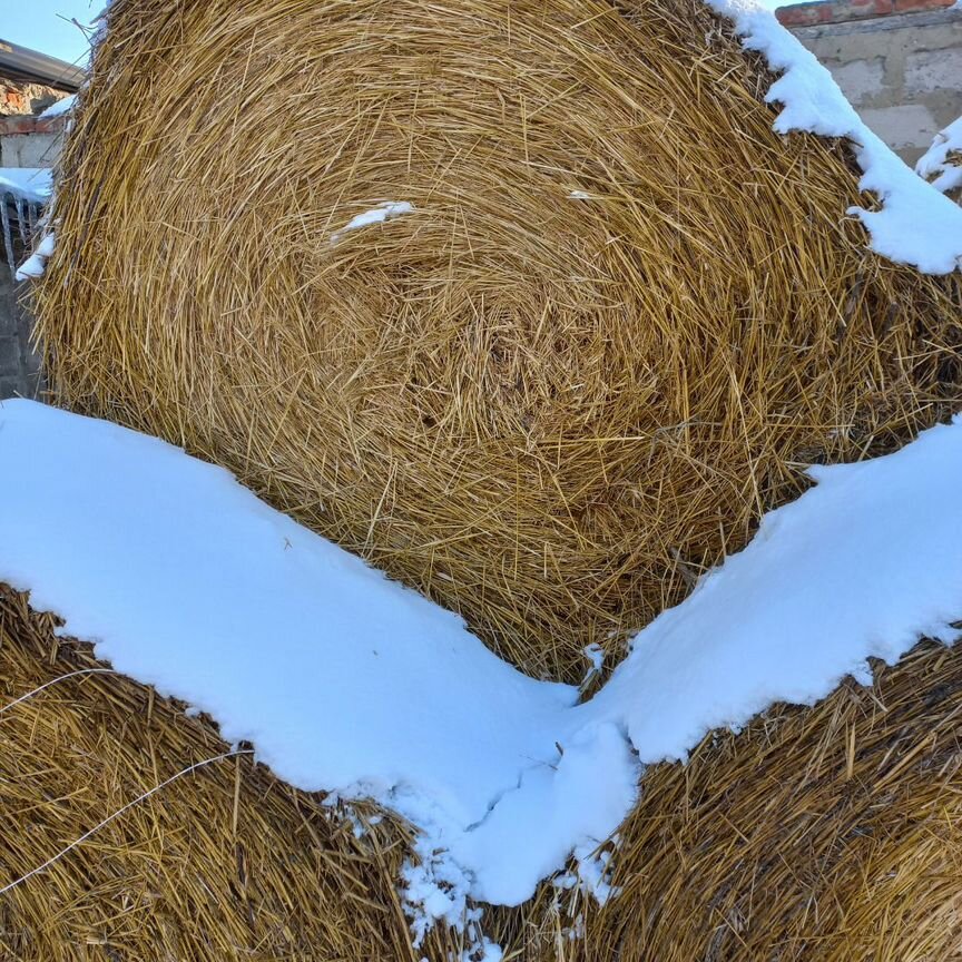 Солома в тюках овсяное 30 тюков