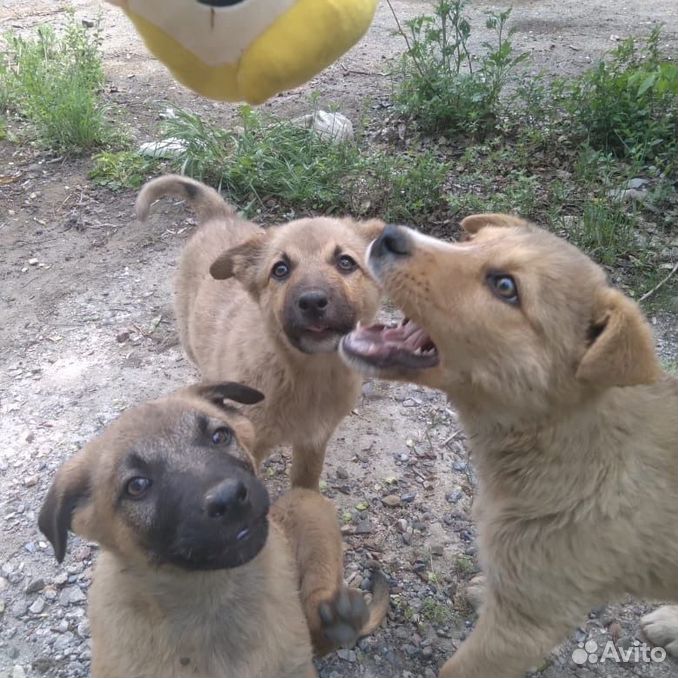 Щенки, подкинули, в частный дом, в семью