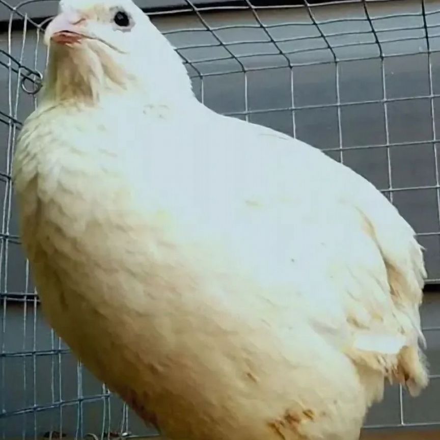 Техасский перепел 55 дней