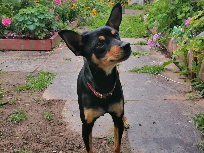 Маленькая собака Той-терьер