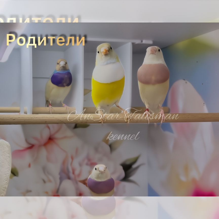 Амадины Гульда