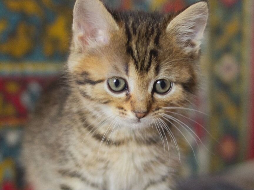 Котенок Тигран, 2 мес, лоток 5+
