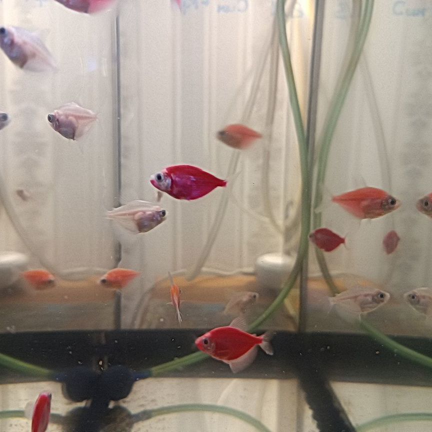 Рыбки тернеции гло