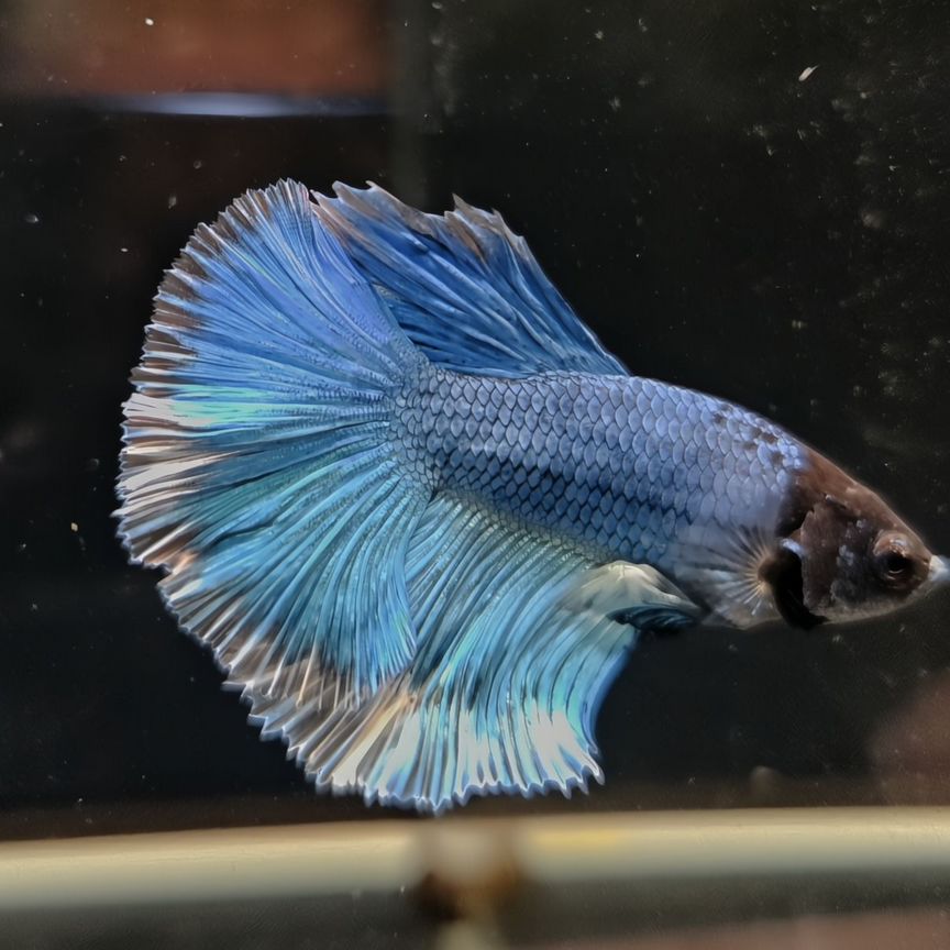 Betta самец (рыбка петушок)