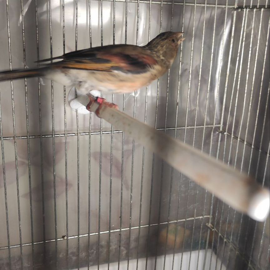 Щеглы,гибрид и канарейки