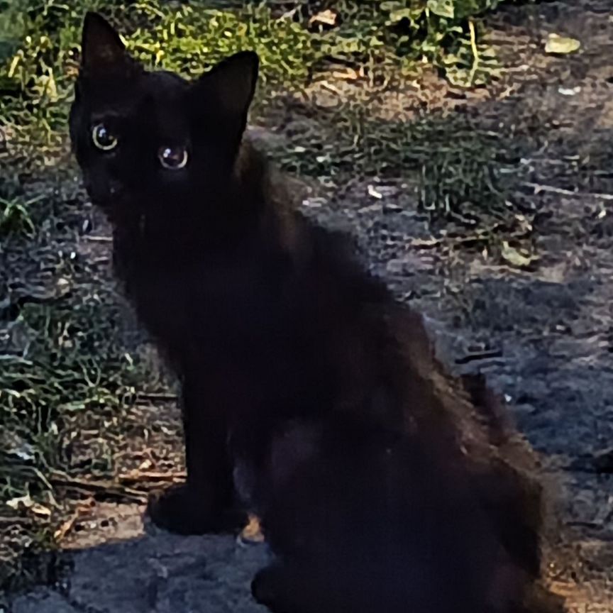 Кошка