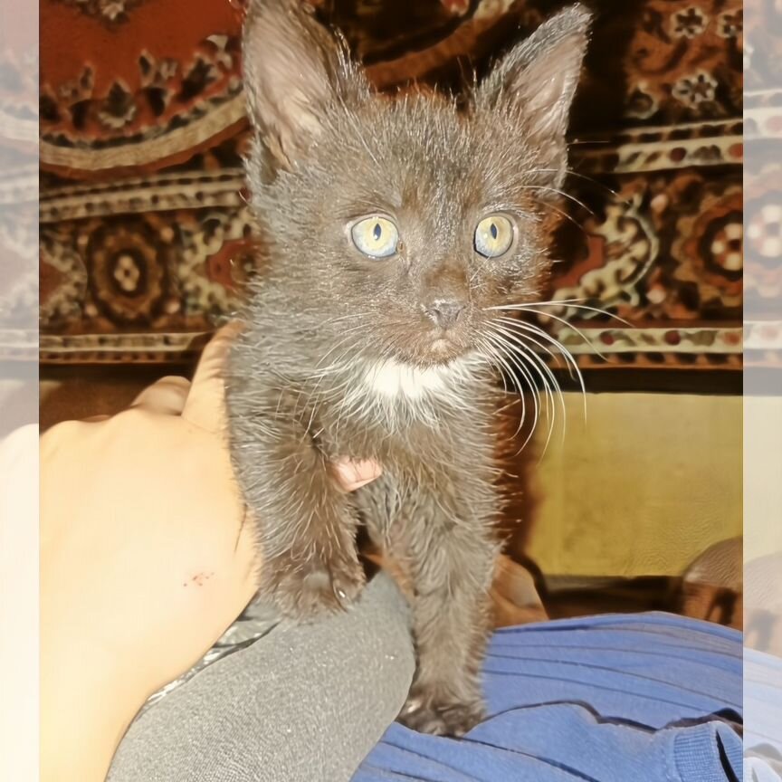 Котёнок в добрые руки