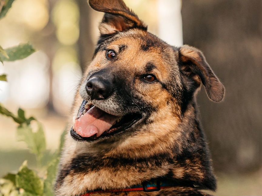 Собака в добрые руки