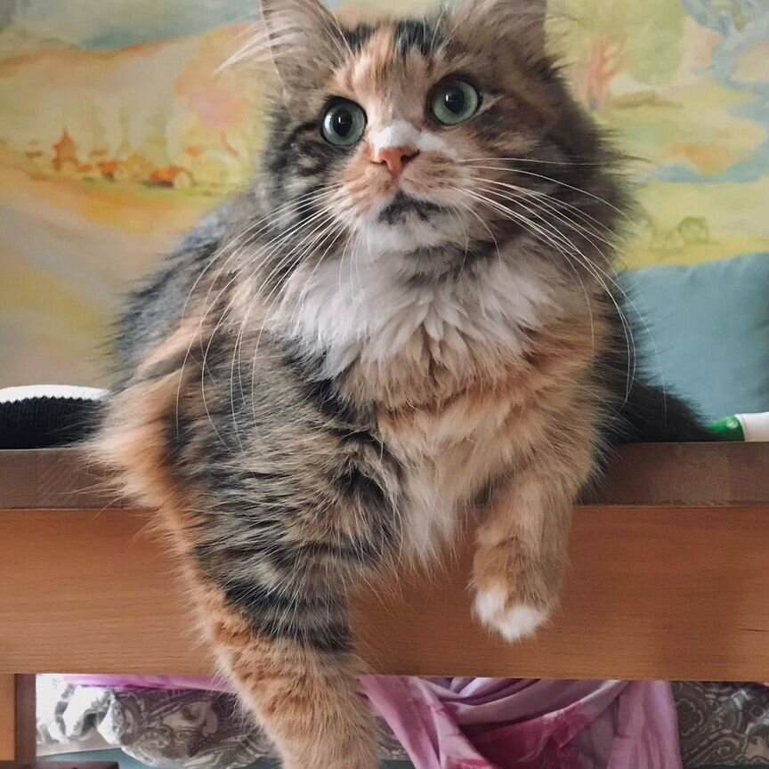 Кошки в добрые руки