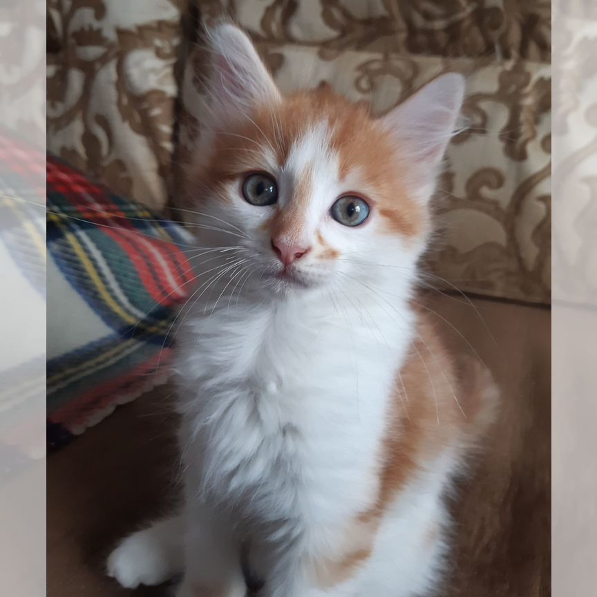Рыжий котенок в добрые руки