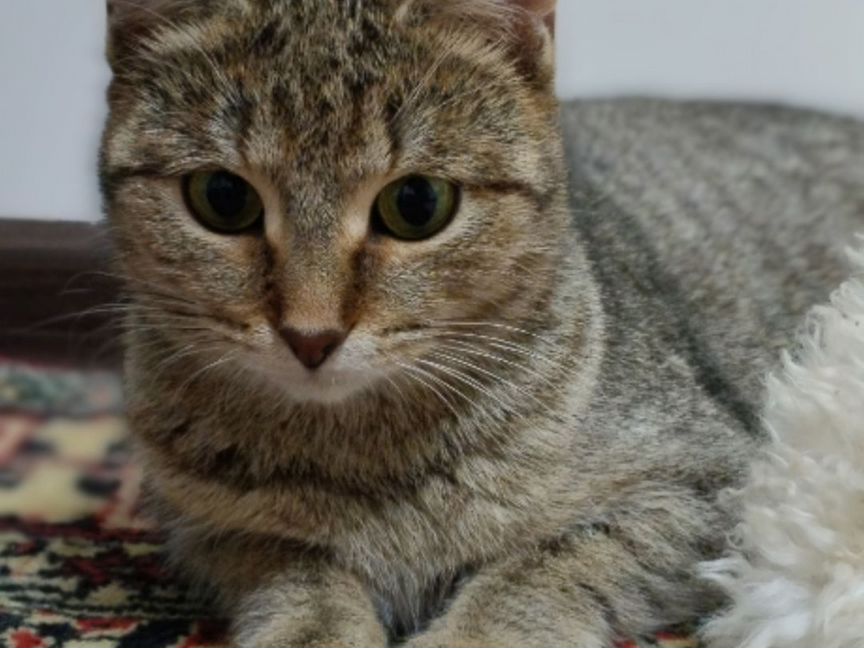 Ася ищет дом