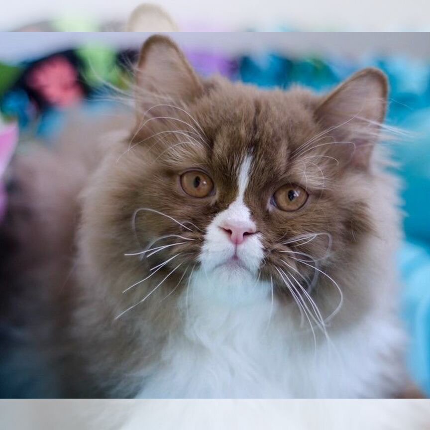 Британская кошка циннамон