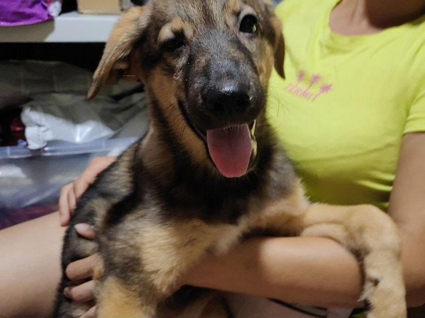 Щеночек Мина из приюта ищет дом