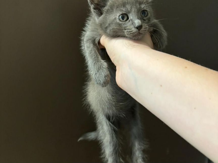 Котята-найденыши в добрые руки