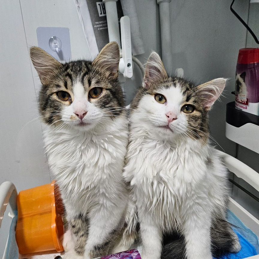 Котята в добрые руки мальчики