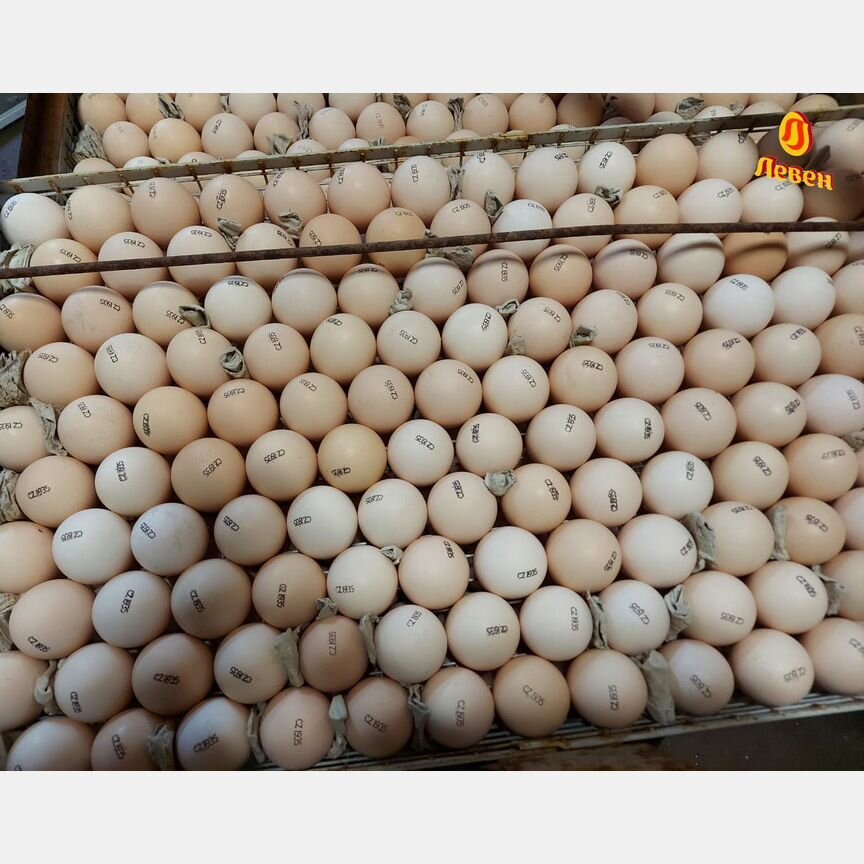 Инкубационное яйцо бройлера Кобб 500 и Росс 308