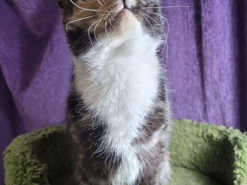 Кошечка трехцветная - на удачу