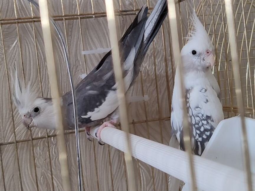 Пара попугаев коррелла безщёких