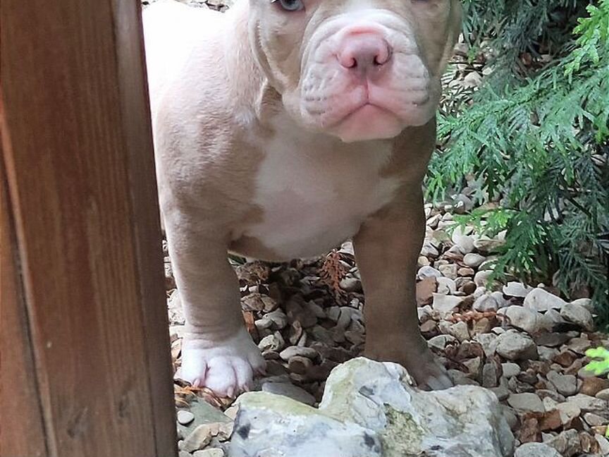 Американский булли