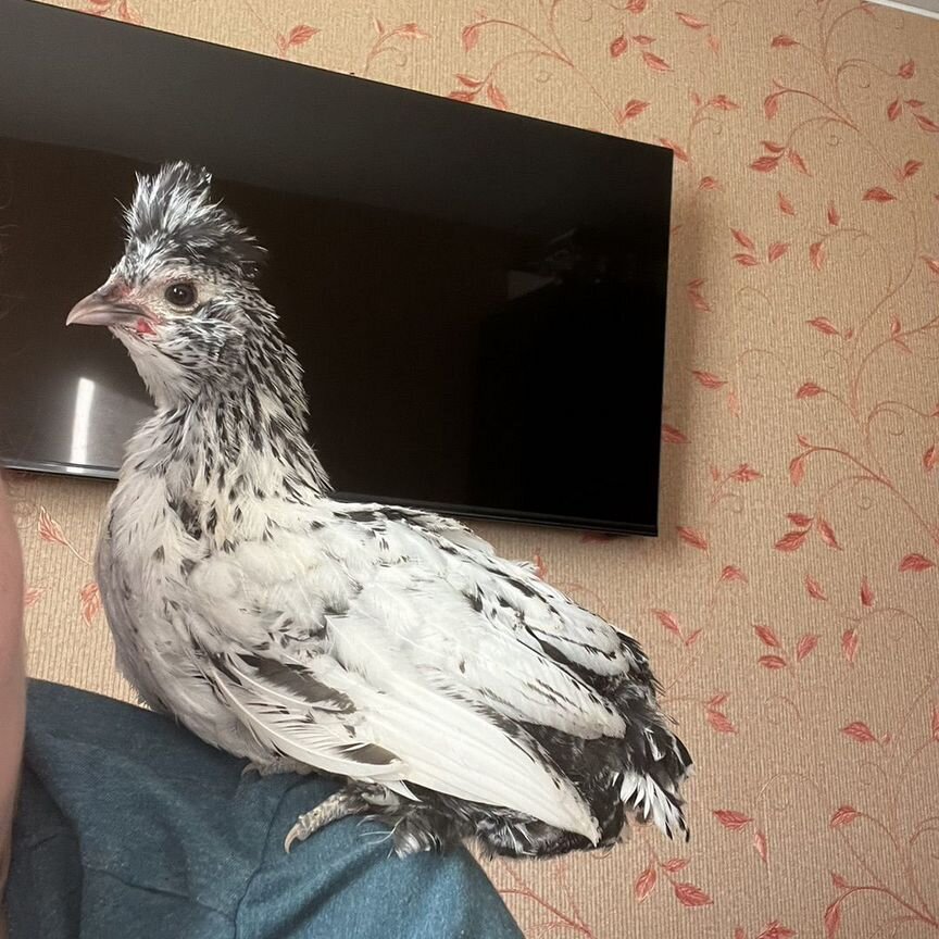 Павловский петушок