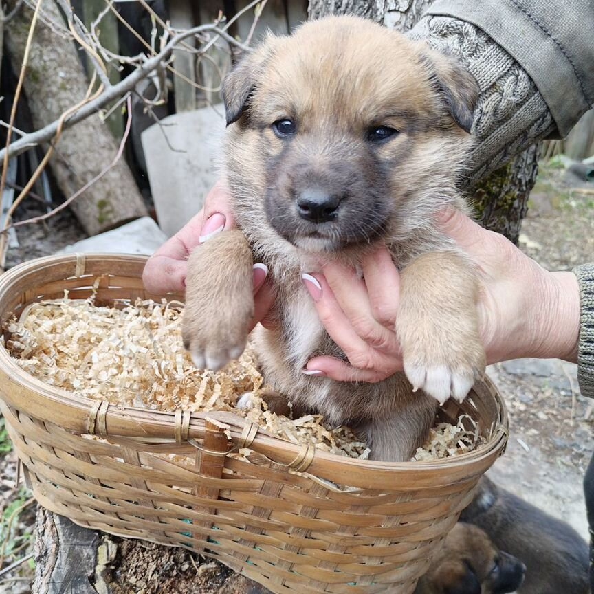 Щенок в добрые руки