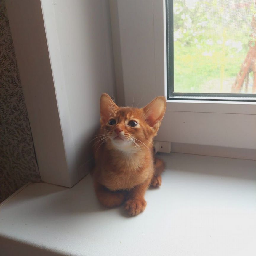 Абиссинские котята