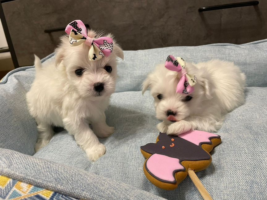 Мальтезе. Болонка. Мальтийская болонка