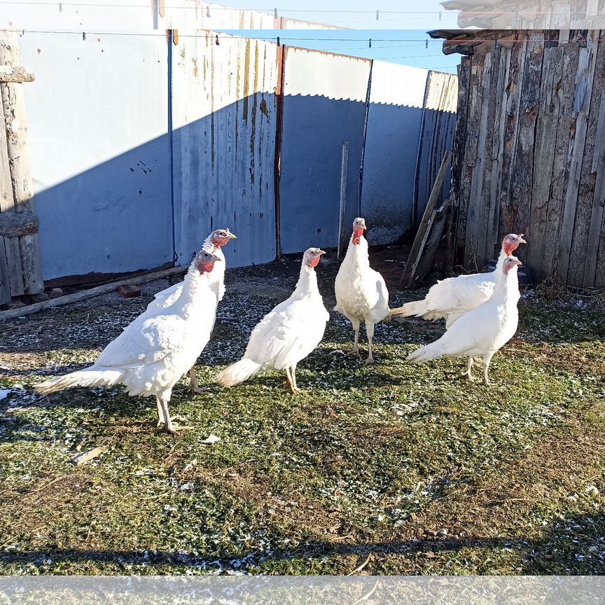 Индюки на племя