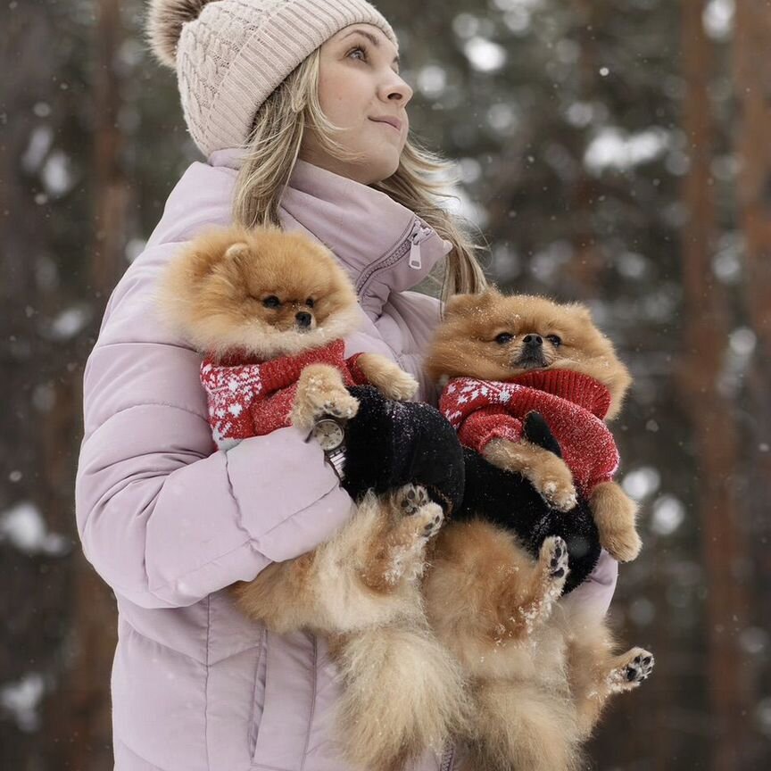 Щенки померанского шпица