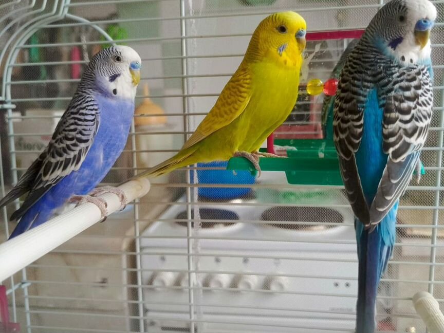 Волнистый попугай цена за двоих