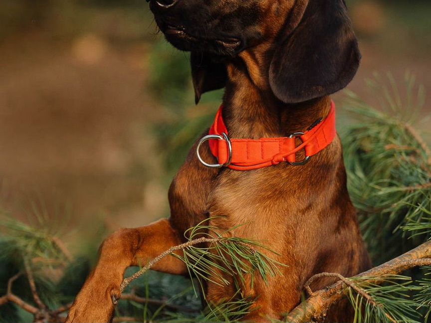 Баварская горная