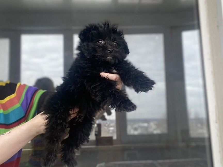 Предлагаем мальтипу мальчика