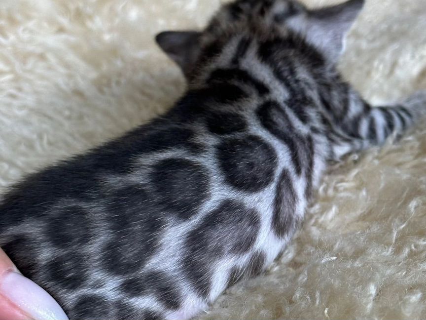 Девочка серебро из питомника