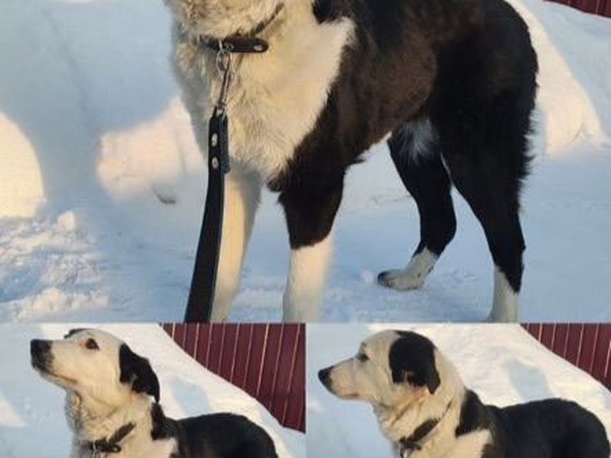 Собака для охраны
