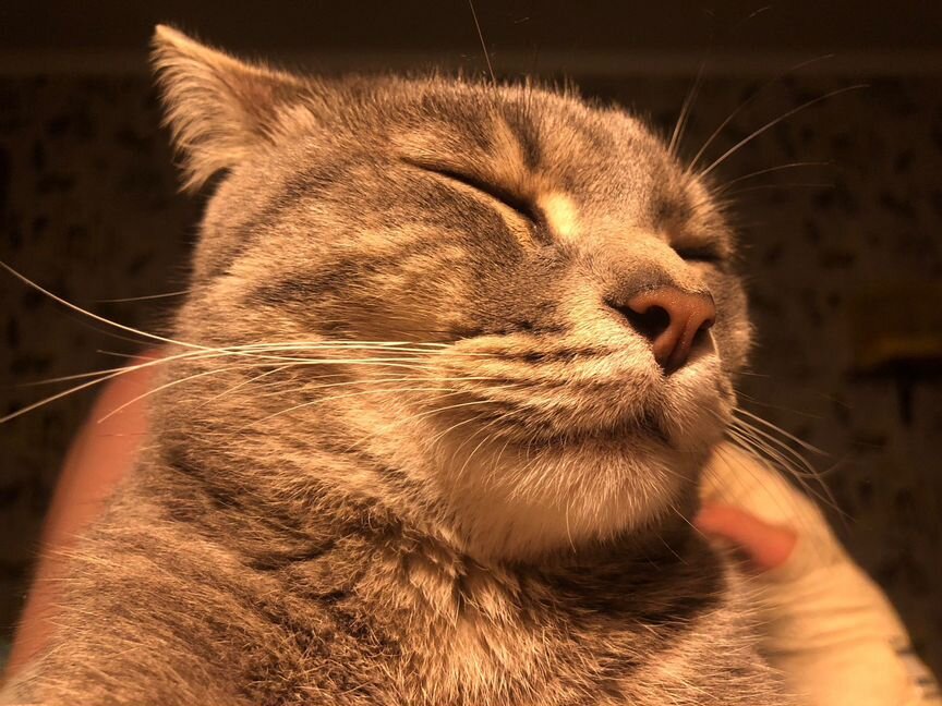 Котик в добрые руки