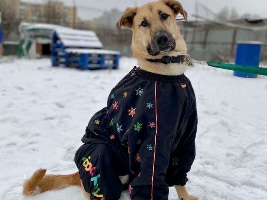 Собака в добрые руки приют