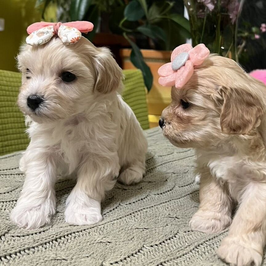 Мальтипу, щенок