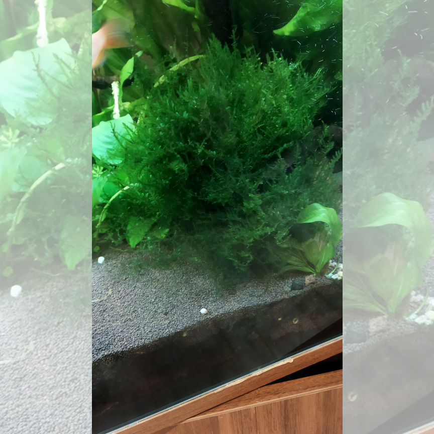 Мох аквариумный