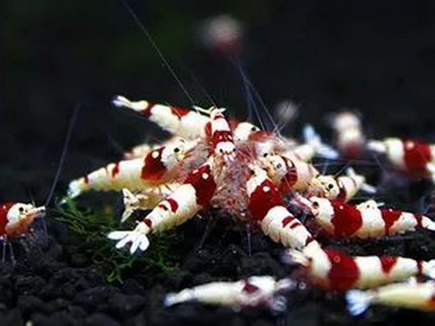 Креветки PRL Crystal Red Shrimp